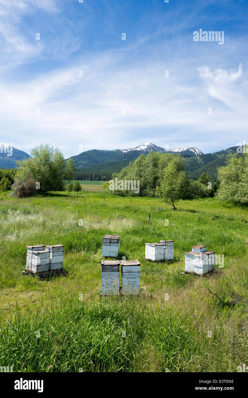 Beehives on a farm in Oregon's Wallowa Valley Stock Photo - Alamy