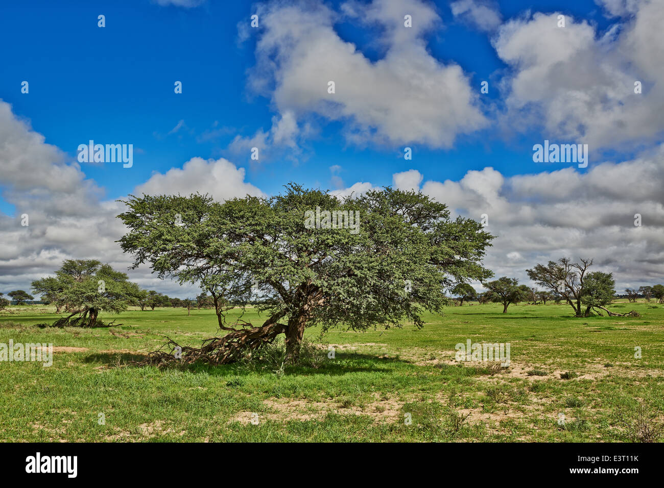 landscape with acacia trees in Kgalagadi Transfrontier Park, Kalahari ...