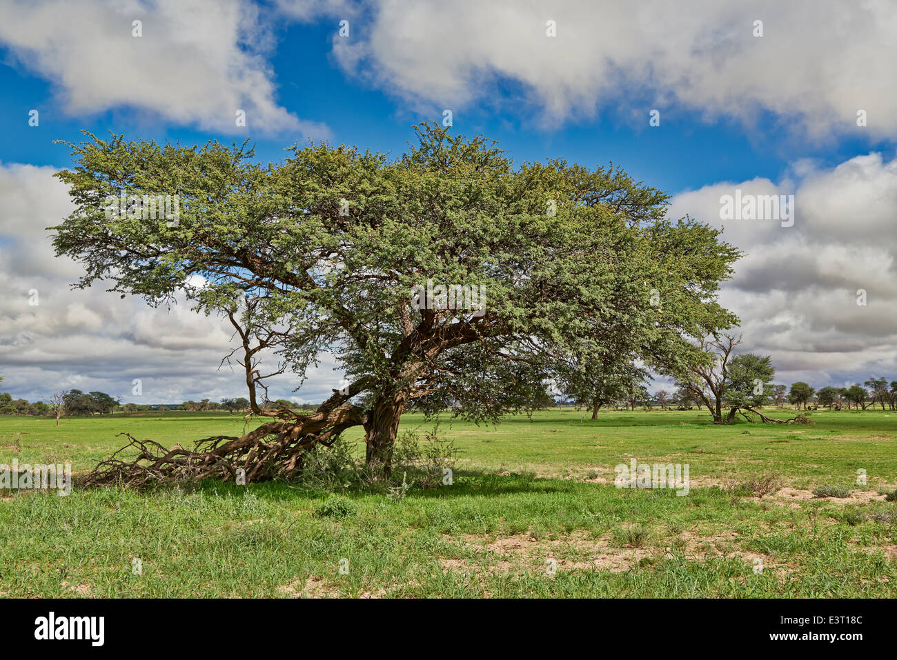 landscape with acacia trees in Kgalagadi Transfrontier Park, Kalahari ...