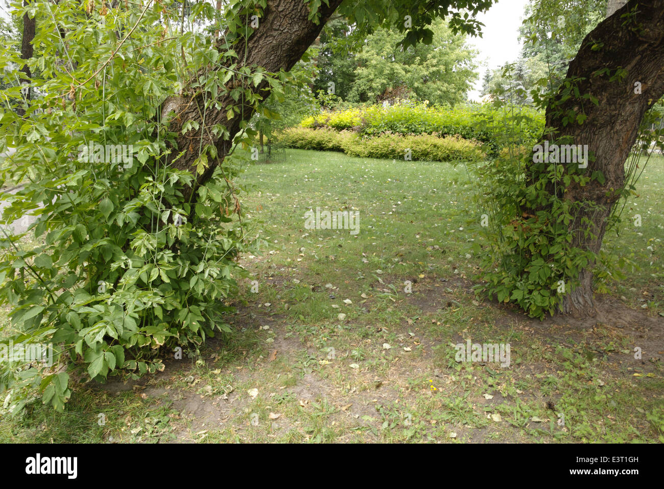 Two twisted trees in the local park Stock Photo - Alamy