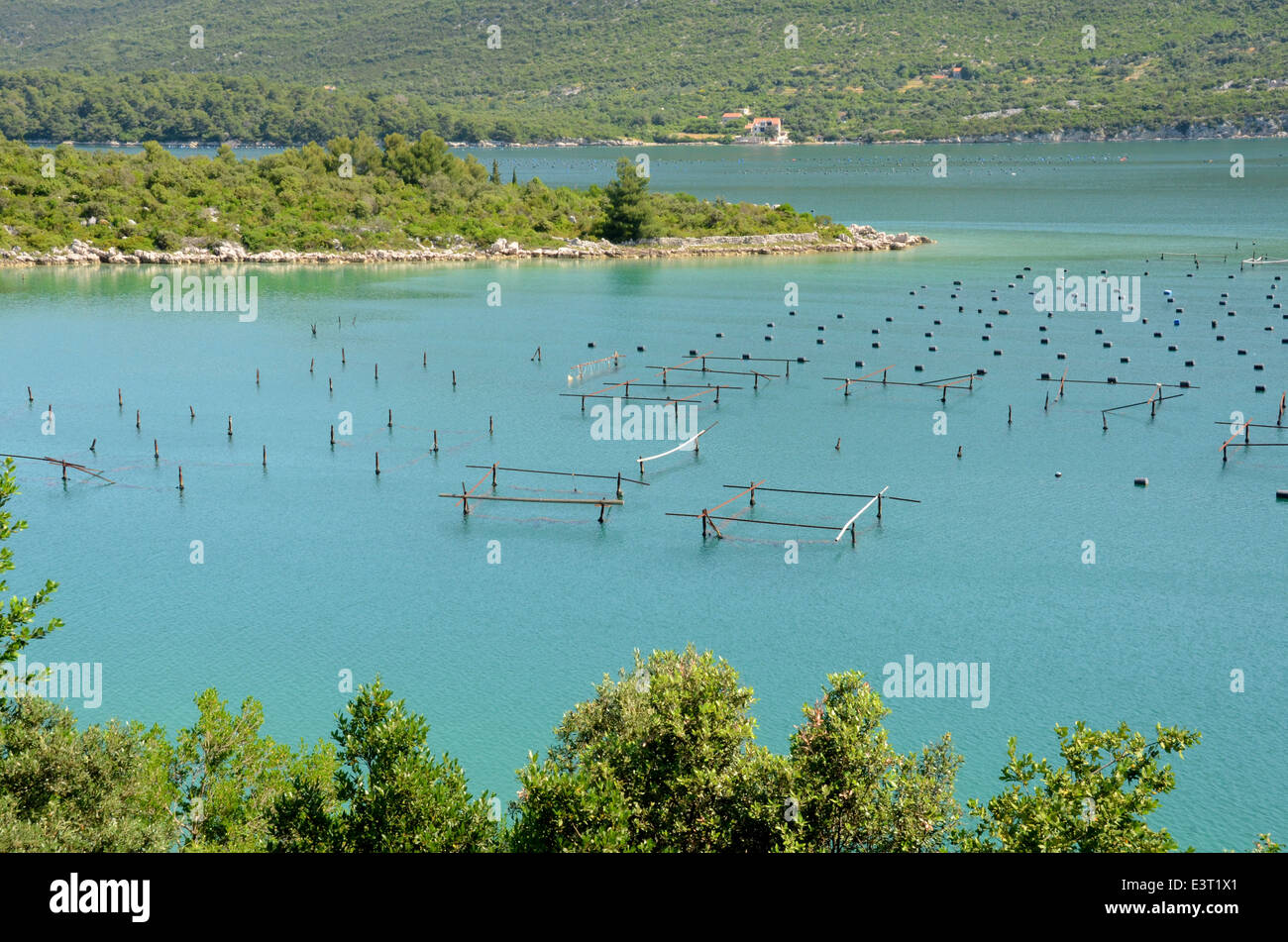 Shellfish beds on coast hi-res stock photography and images - Alamy