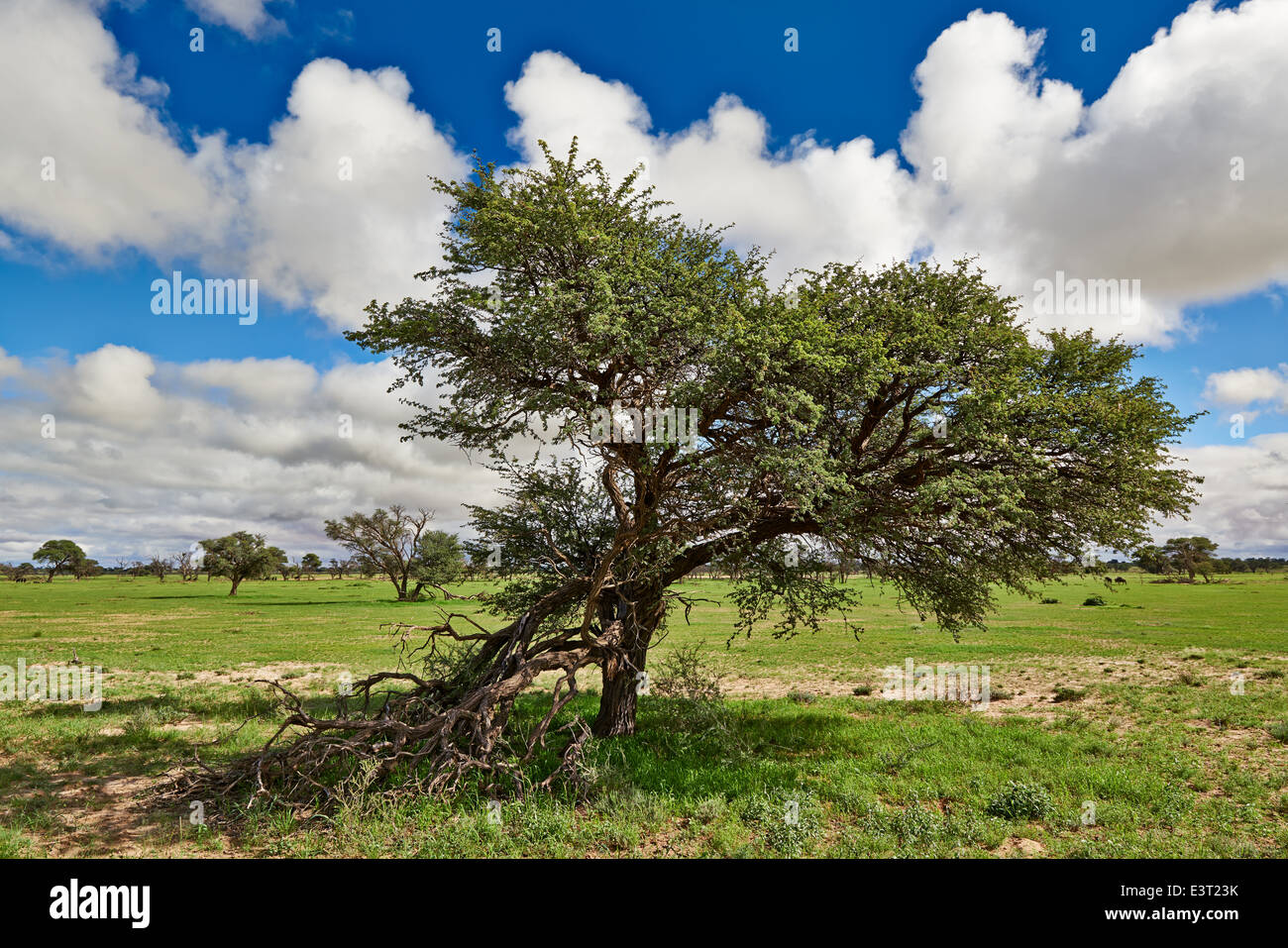 landscape with acacia trees in Kgalagadi Transfrontier Park, Kalahari ...