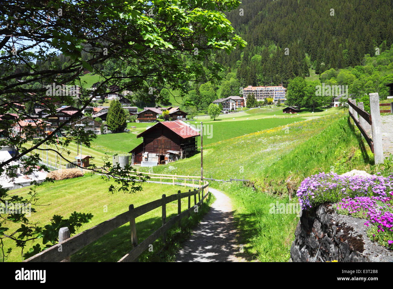 A Swiss alpine scene with a chalet and a path under a tree Stock Photo ...