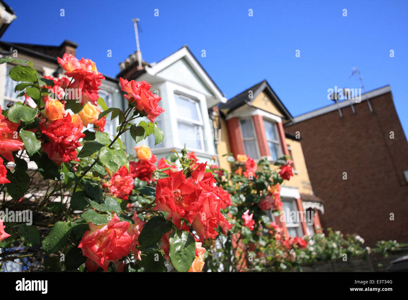 Beautiful London houses with red roses Stock Photo - Alamy