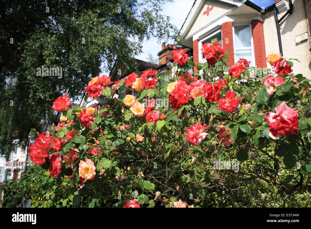 Beautiful London houses with red roses Stock Photo - Alamy