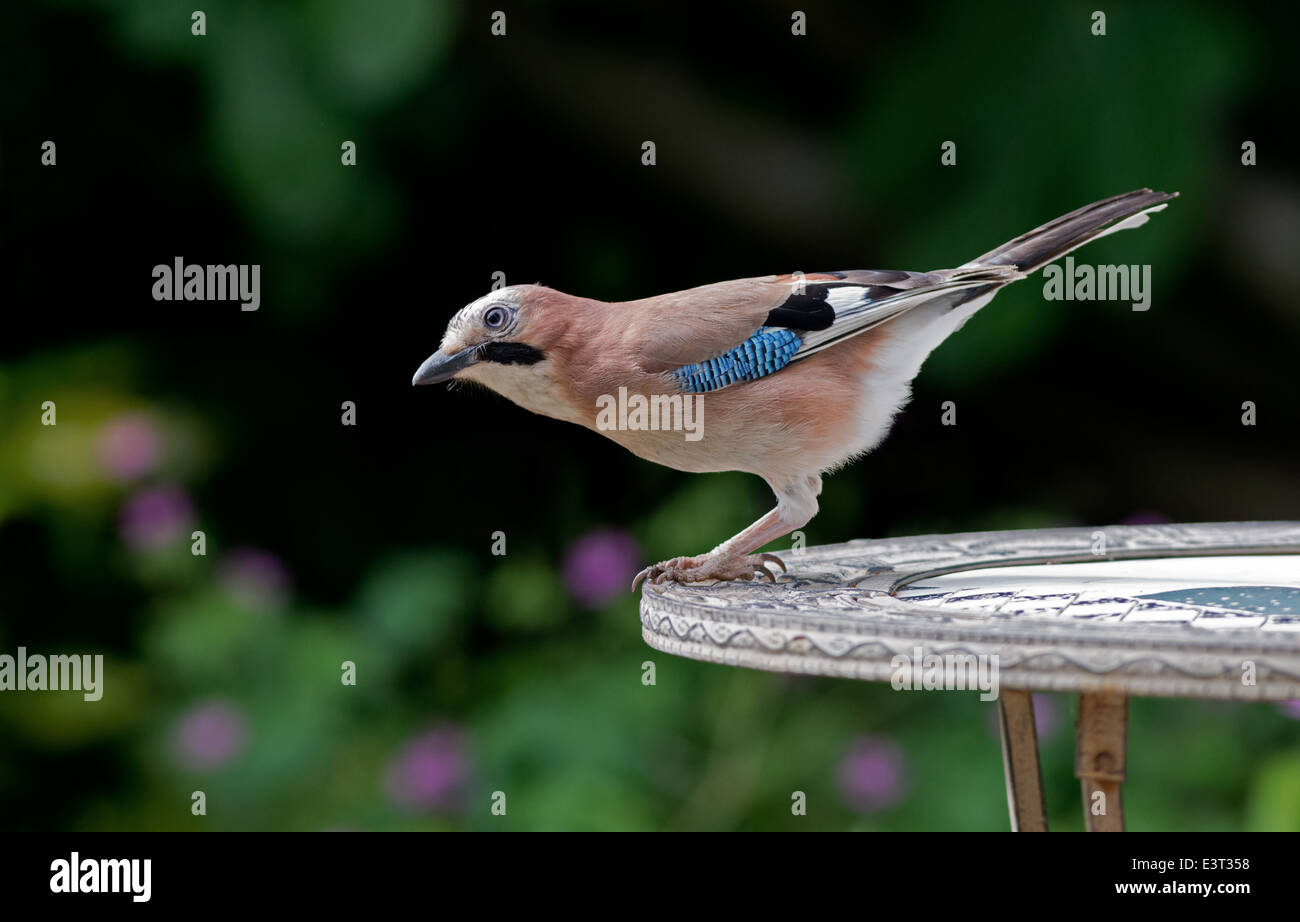 Jay corvidae birds garrulus glandarius hi-res stock photography and ...