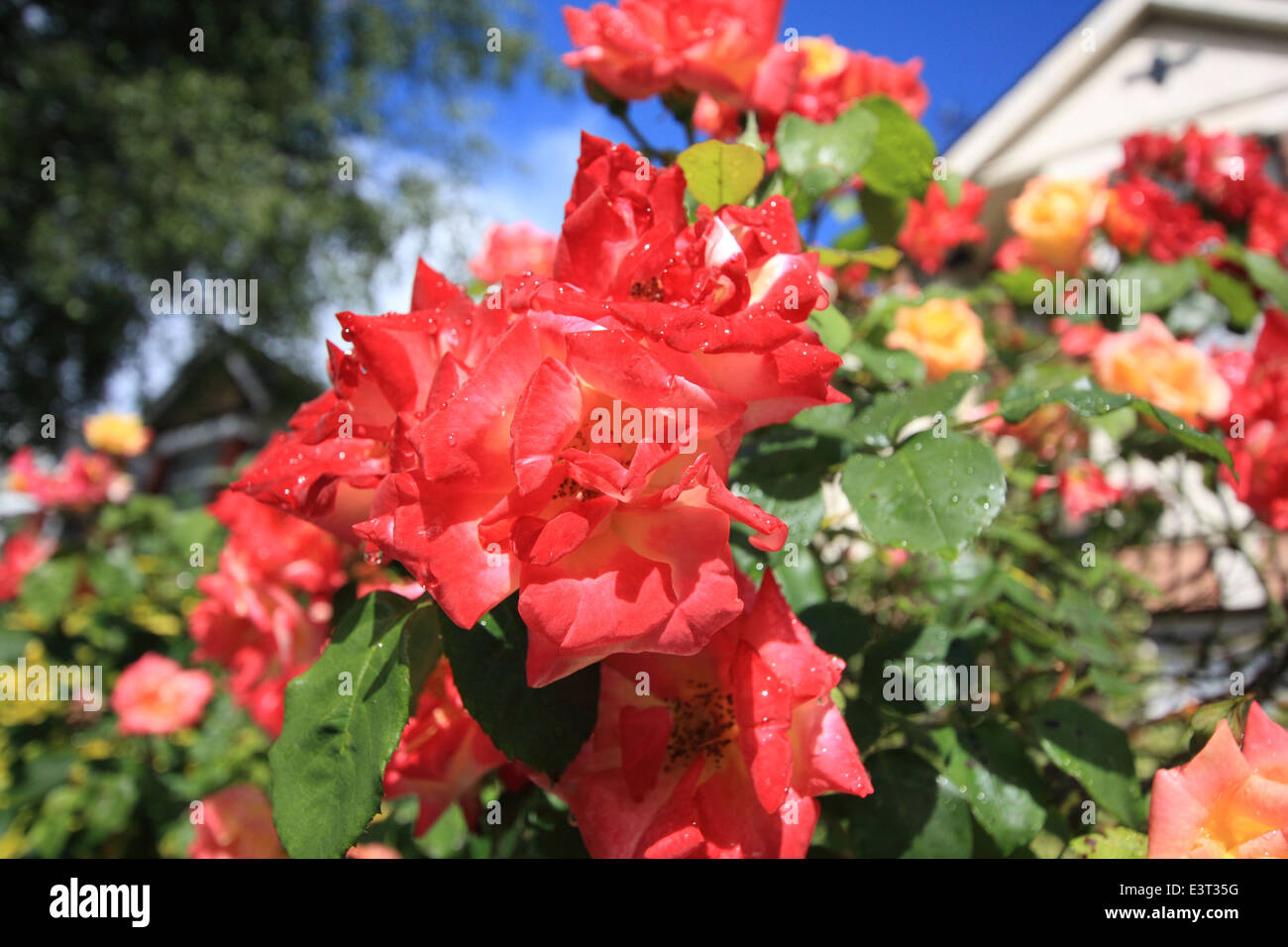Beautiful London houses with red roses Stock Photo - Alamy