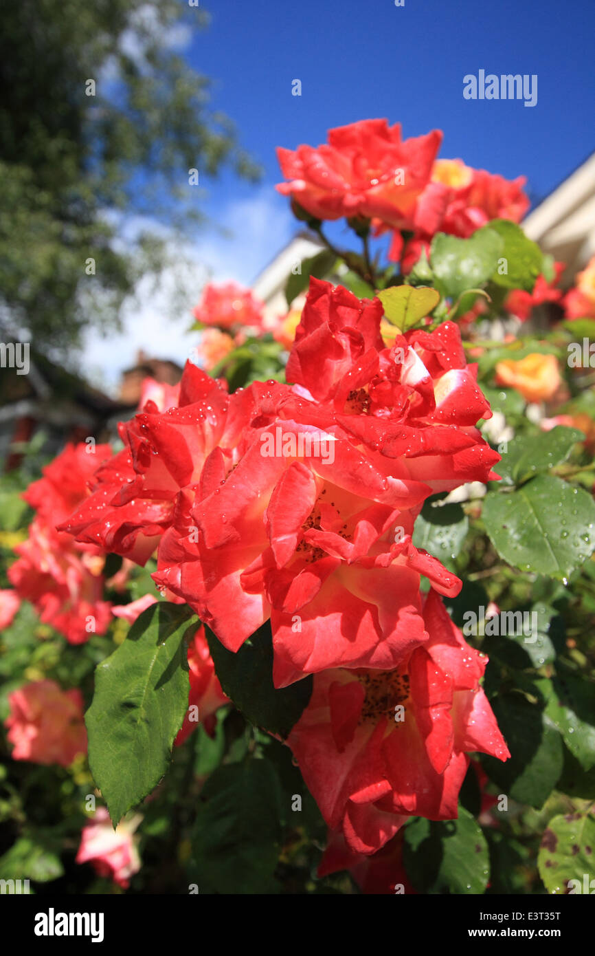 Beautiful London houses with red roses Stock Photo - Alamy