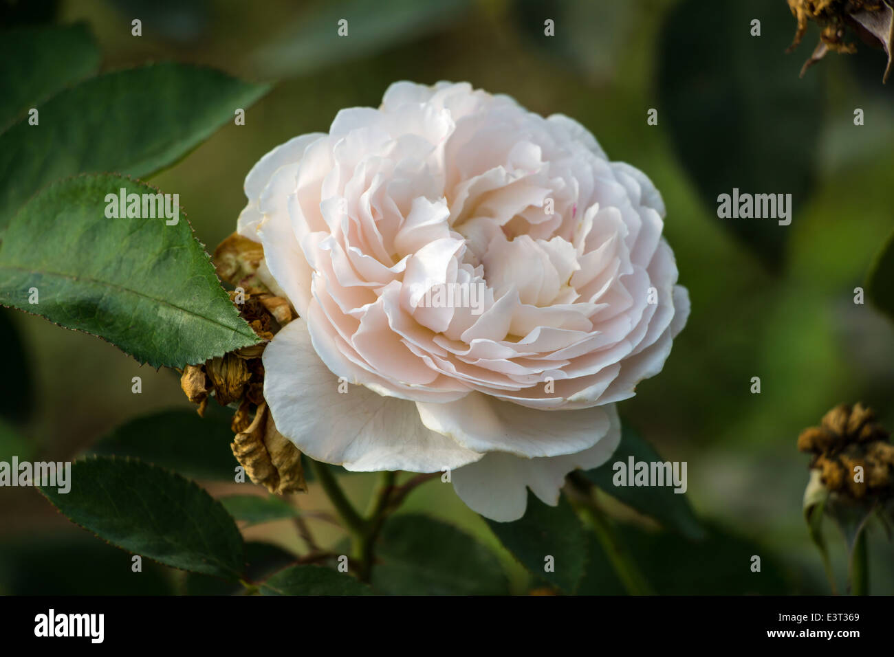 White rose in a garden Stock Photo - Alamy