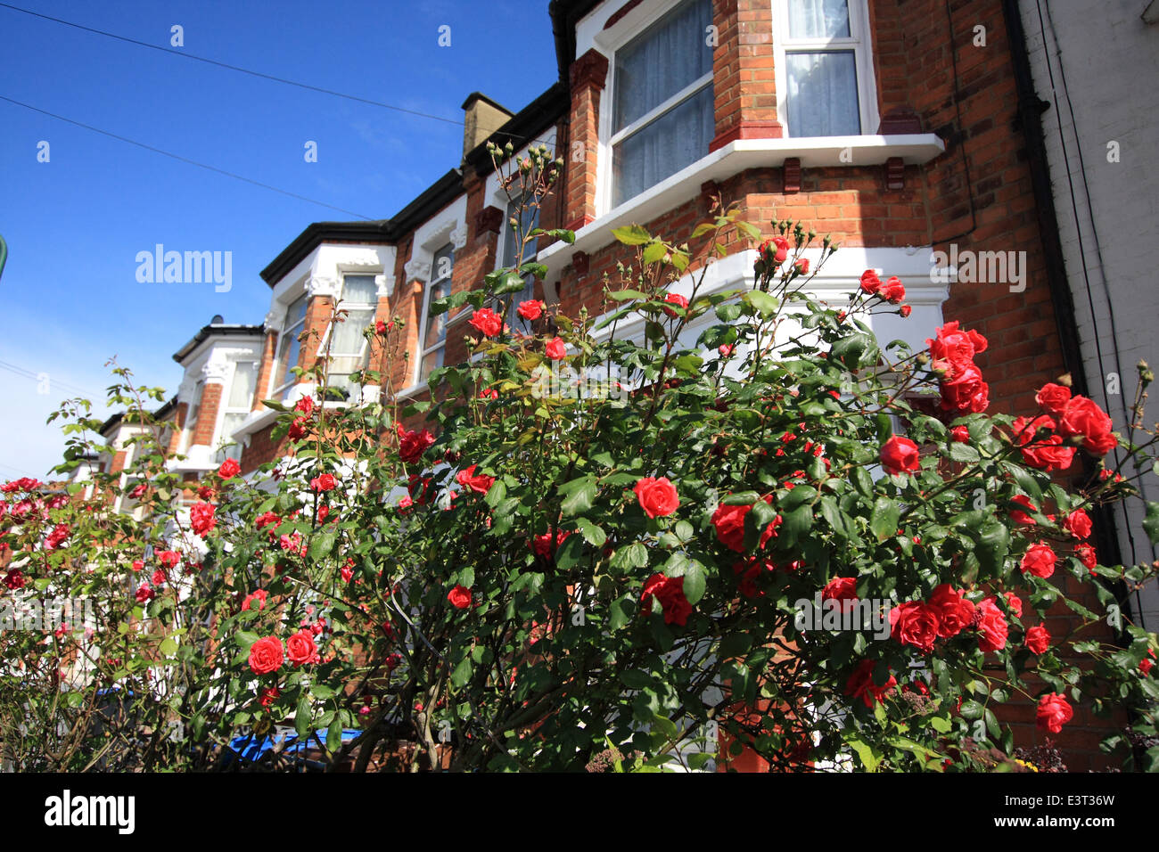 Victorian house with red roses hi-res stock photography and images - Alamy