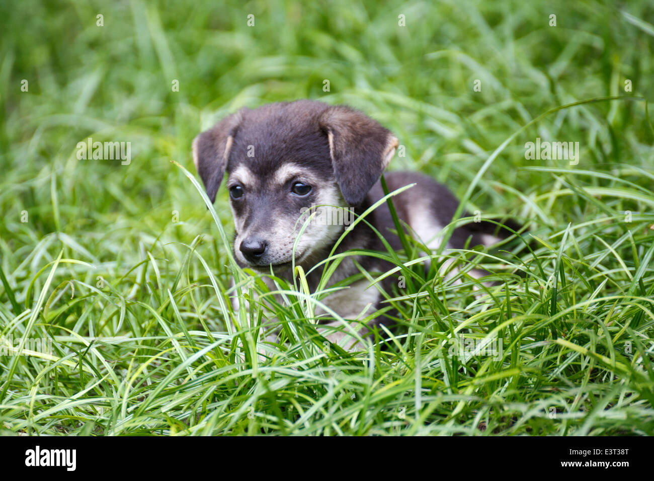 Cute stray puppy plays in the green grass Stock Photo - Alamy