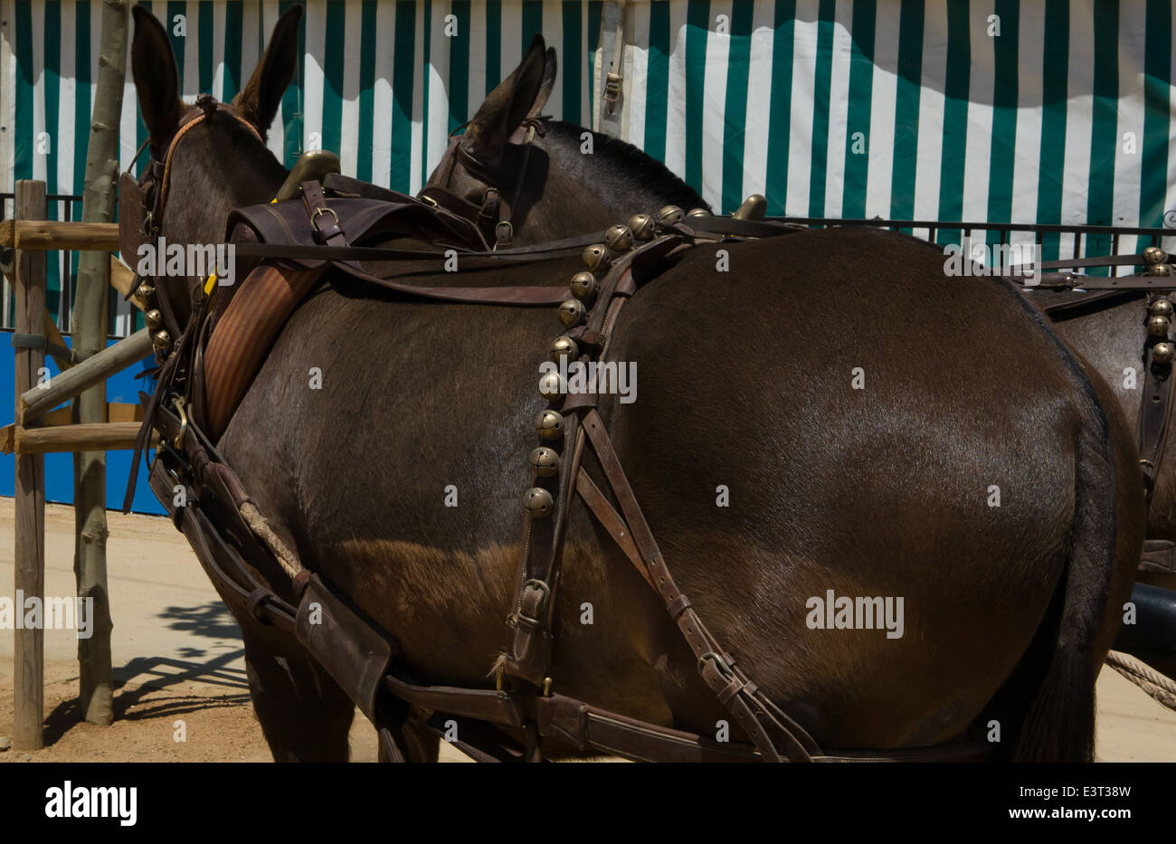 Gypsy horse carriage hi-res stock photography and images - Alamy
