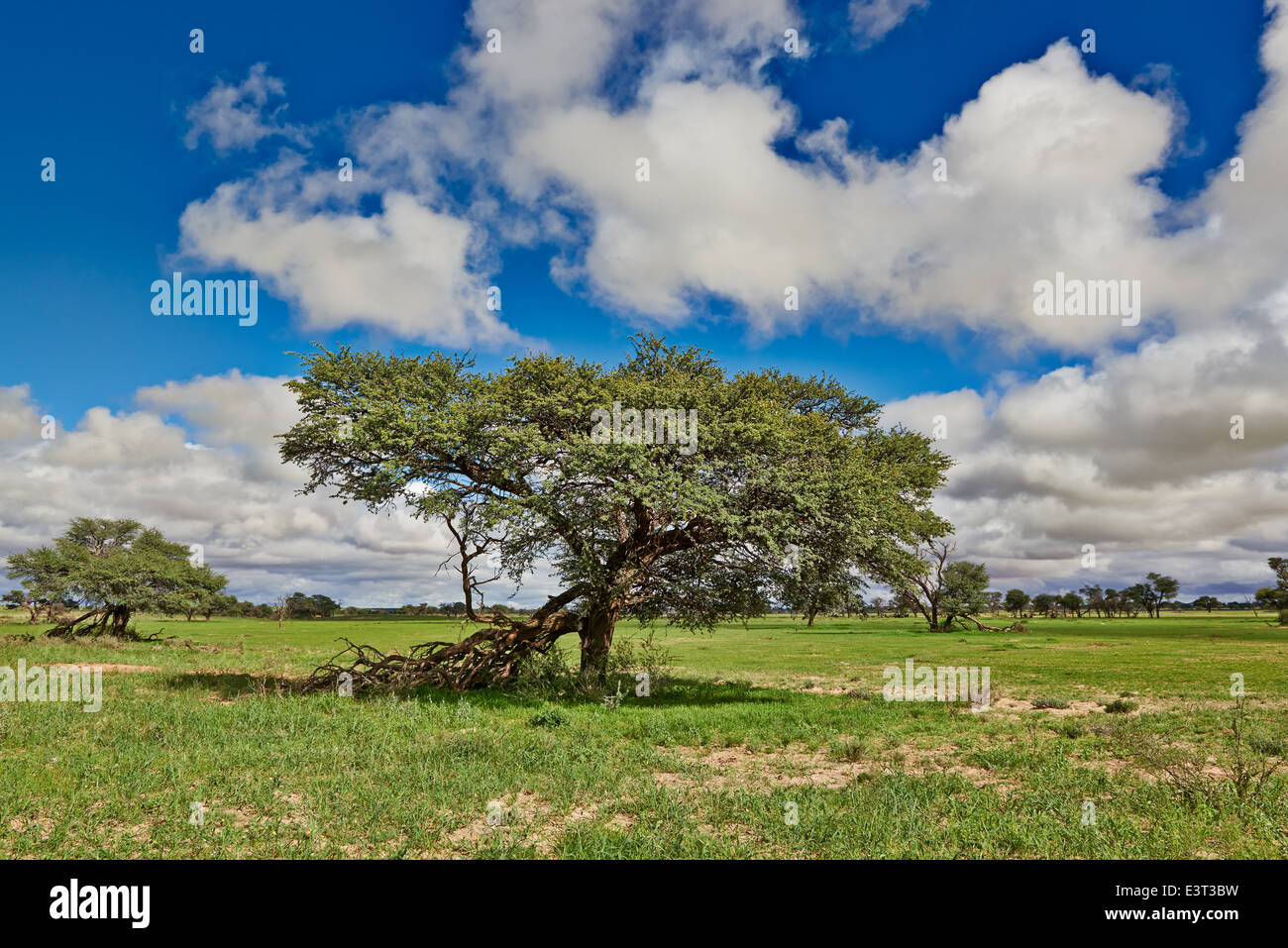 landscape with acacia trees in Kgalagadi Transfrontier Park, Kalahari ...