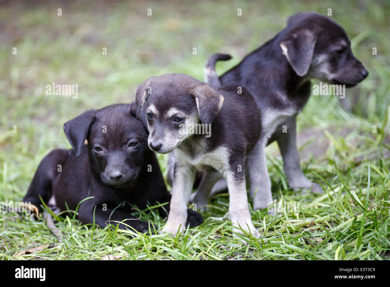 Cute stray puppies play in the green grass Stock Photo - Alamy