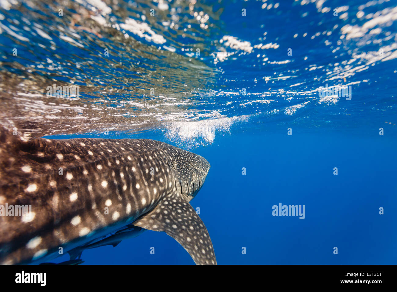 Whale Shark Diver Surface High Resolution Stock Photography and Images ...