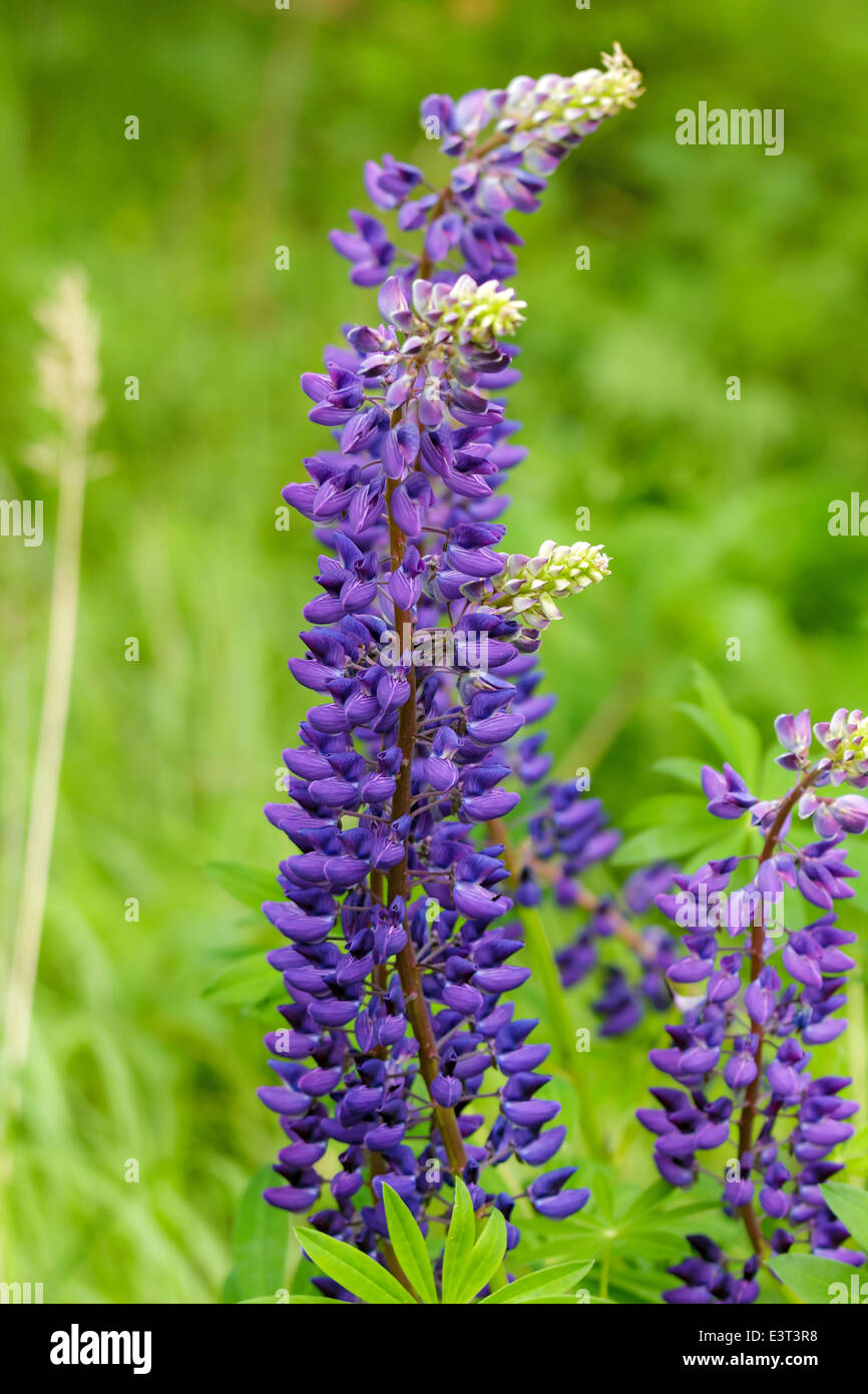 blue flowers forest in Sweden Stock Photo - Alamy