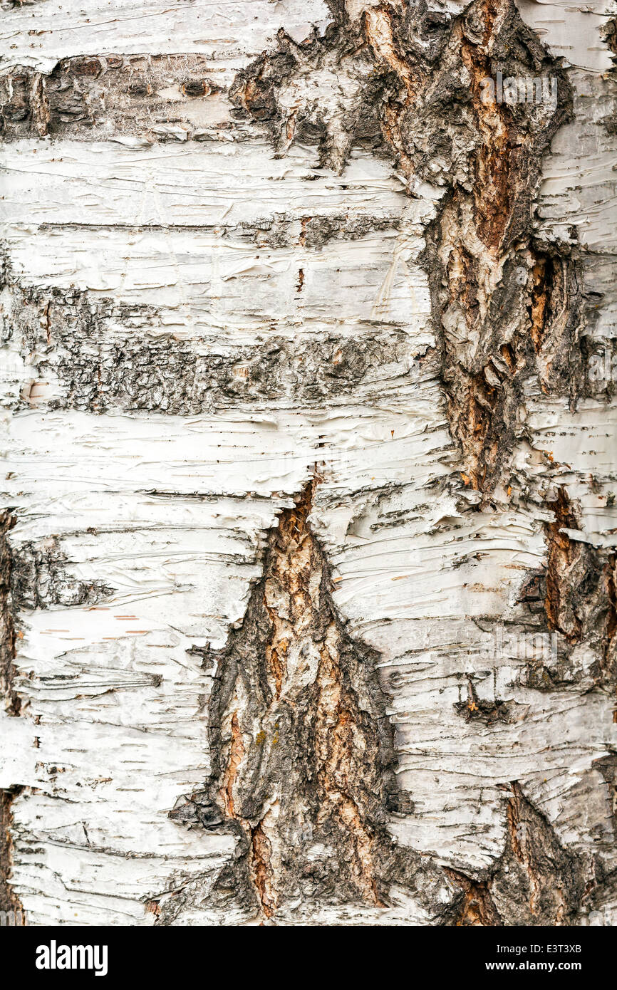 Birch bark hi-res stock photography and images - Alamy