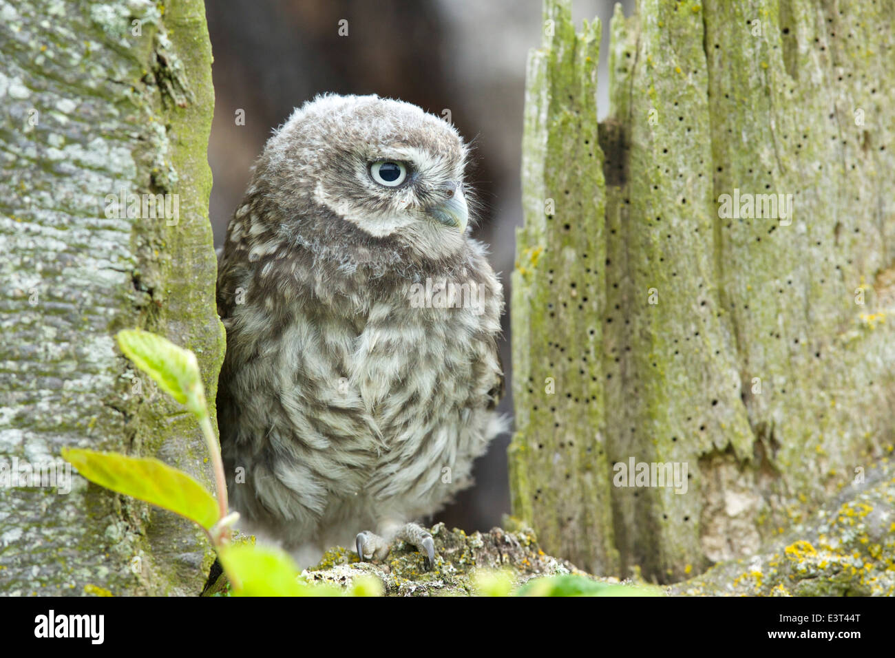 Displaying Little Owl with downy feathers explores new habitat at the ...
