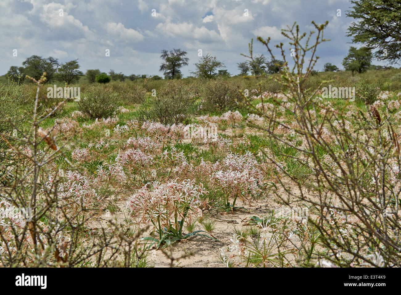 Flower of the kalahari hi-res stock photography and images - Alamy