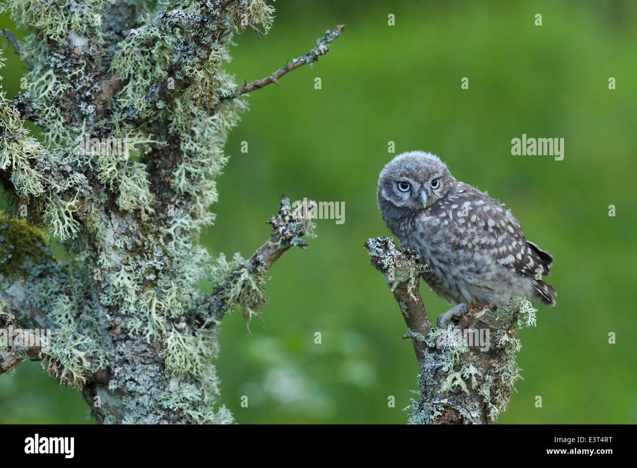 Displaying Little Owl with downy feathers explores the Lichen covered ...