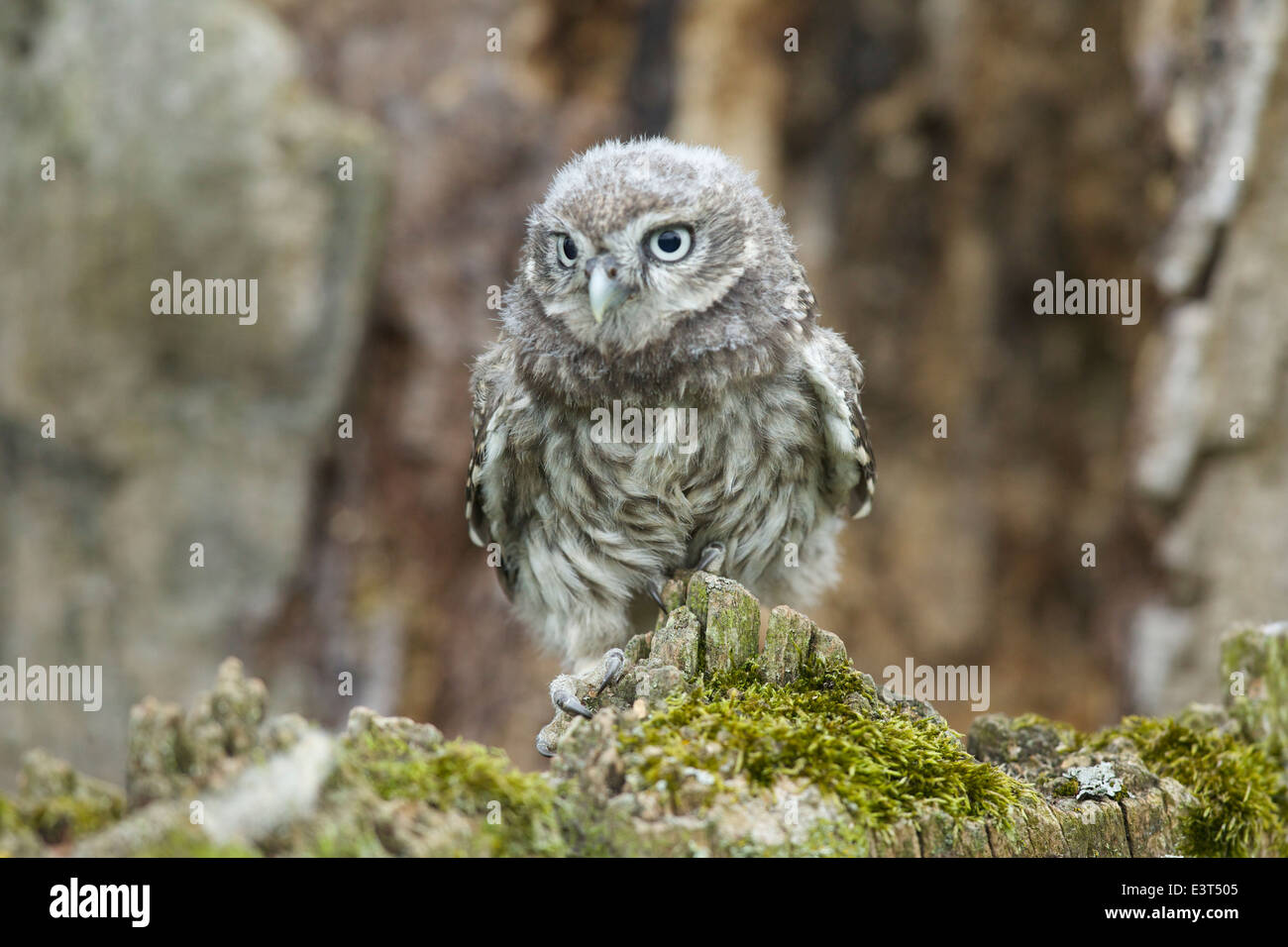 Displaying Little Owl with downy feathers sits perched on the moss ...