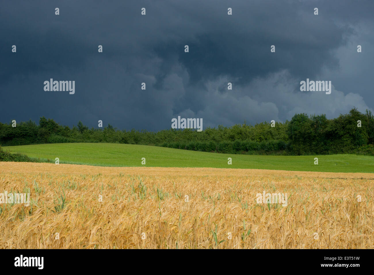 Barley field thunder storm High Resolution Stock Photography and Images ...