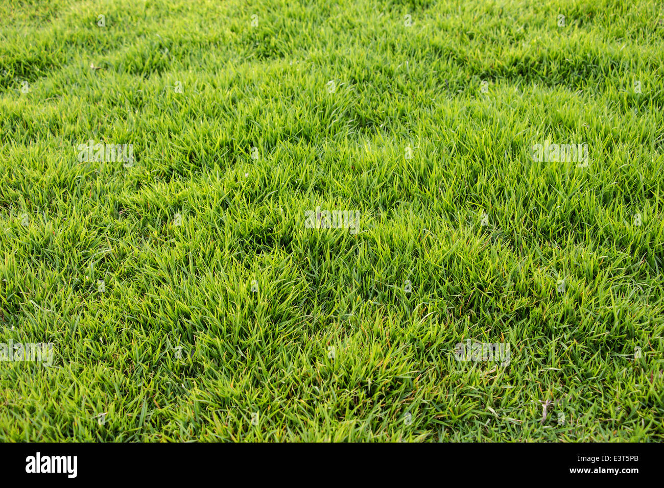 Natural green grass background Stock Photo - Alamy