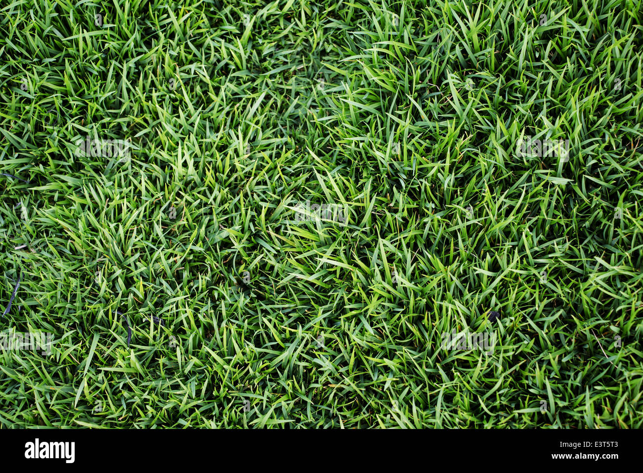 Natural green grass background Stock Photo - Alamy
