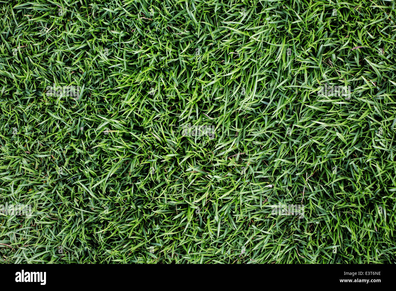 Green grass texture Stock Photo - Alamy