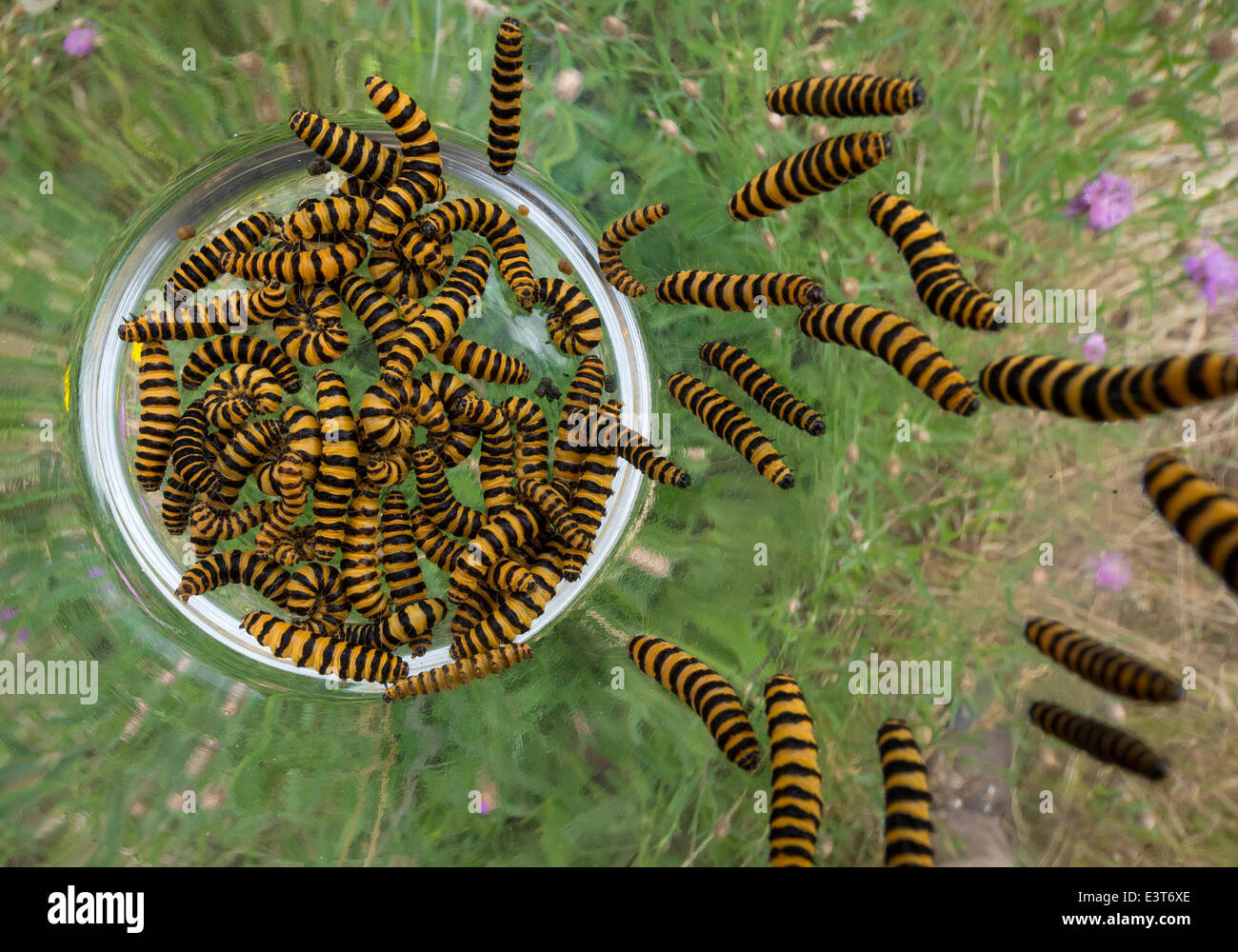 Elkton, Oregon, USA. 28th June, 2014. A cluster of cinnabar moth ...