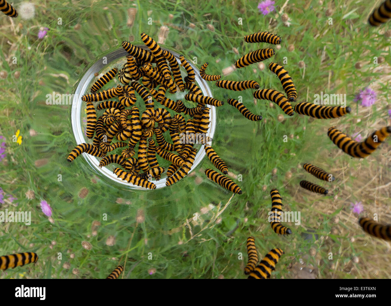 Elkton, Oregon, USA. 28th June, 2014. A cluster of cinnabar moth ...