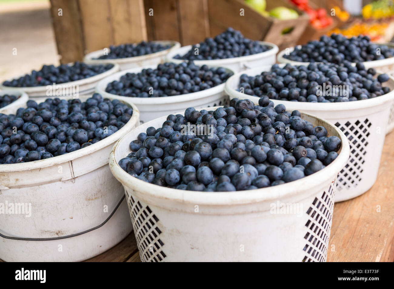 Locally grown blueberries on display at the weekly farmers market in ...