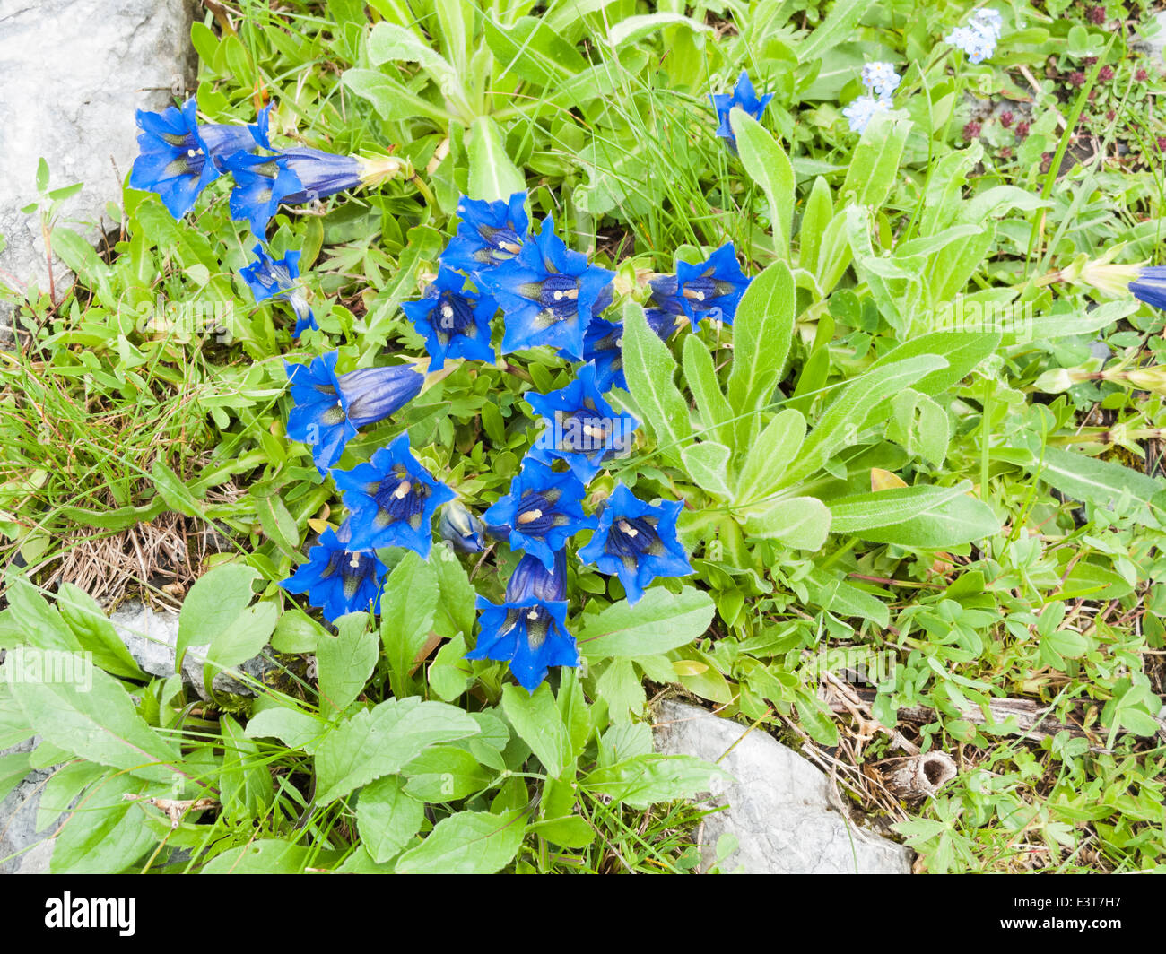Blue gentian acaulis (stemless gentian) flowers, here in Switzerland ...