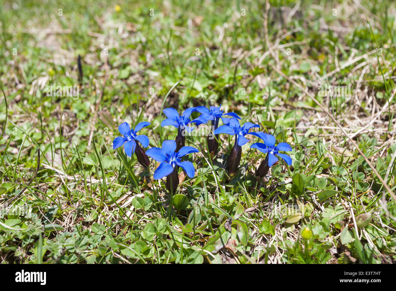 Pretty blue Gentiana verna (spring gentian) growing in the Bernese ...