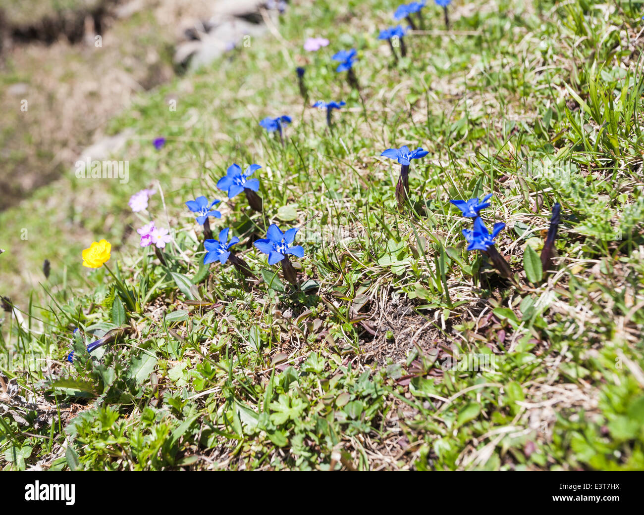 Pretty blue Gentiana verna (spring gentian) growing in the Bernese ...
