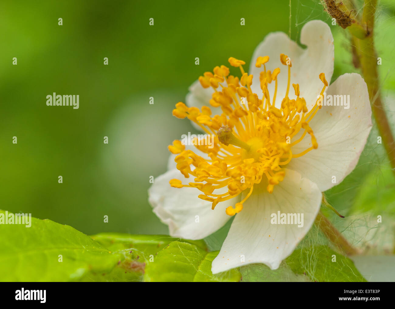 A macro closeup of a Raspberry Blossom in the spring Stock Photo - Alamy