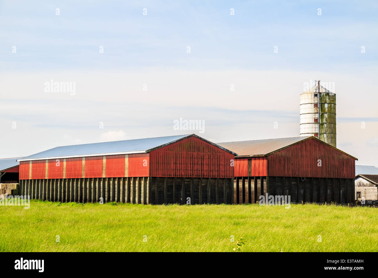 Two red barns and silo tower in the field Stock Photo - Alamy