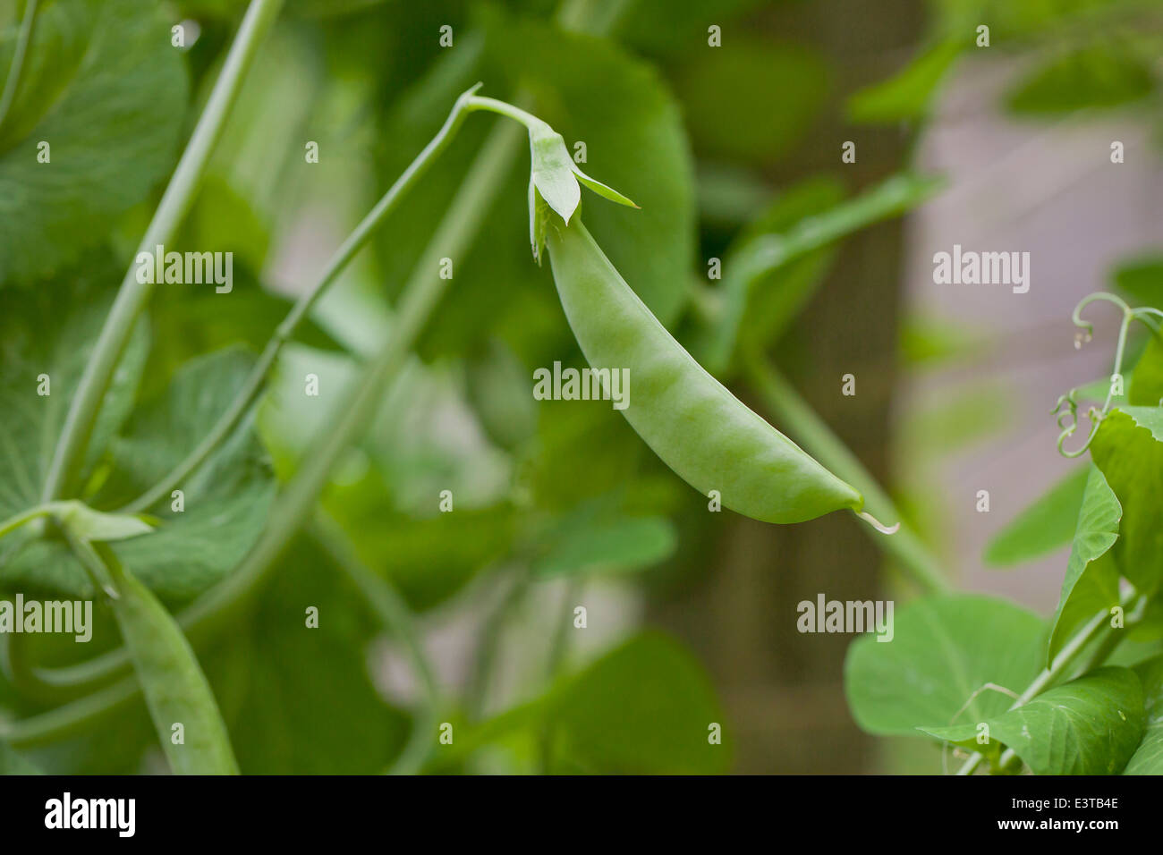 Peapod on vine Stock Photo - Alamy