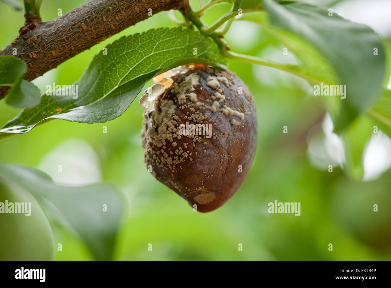 Brown rot fungal disease (Monilinia fructicola) on plum - USA Stock ...