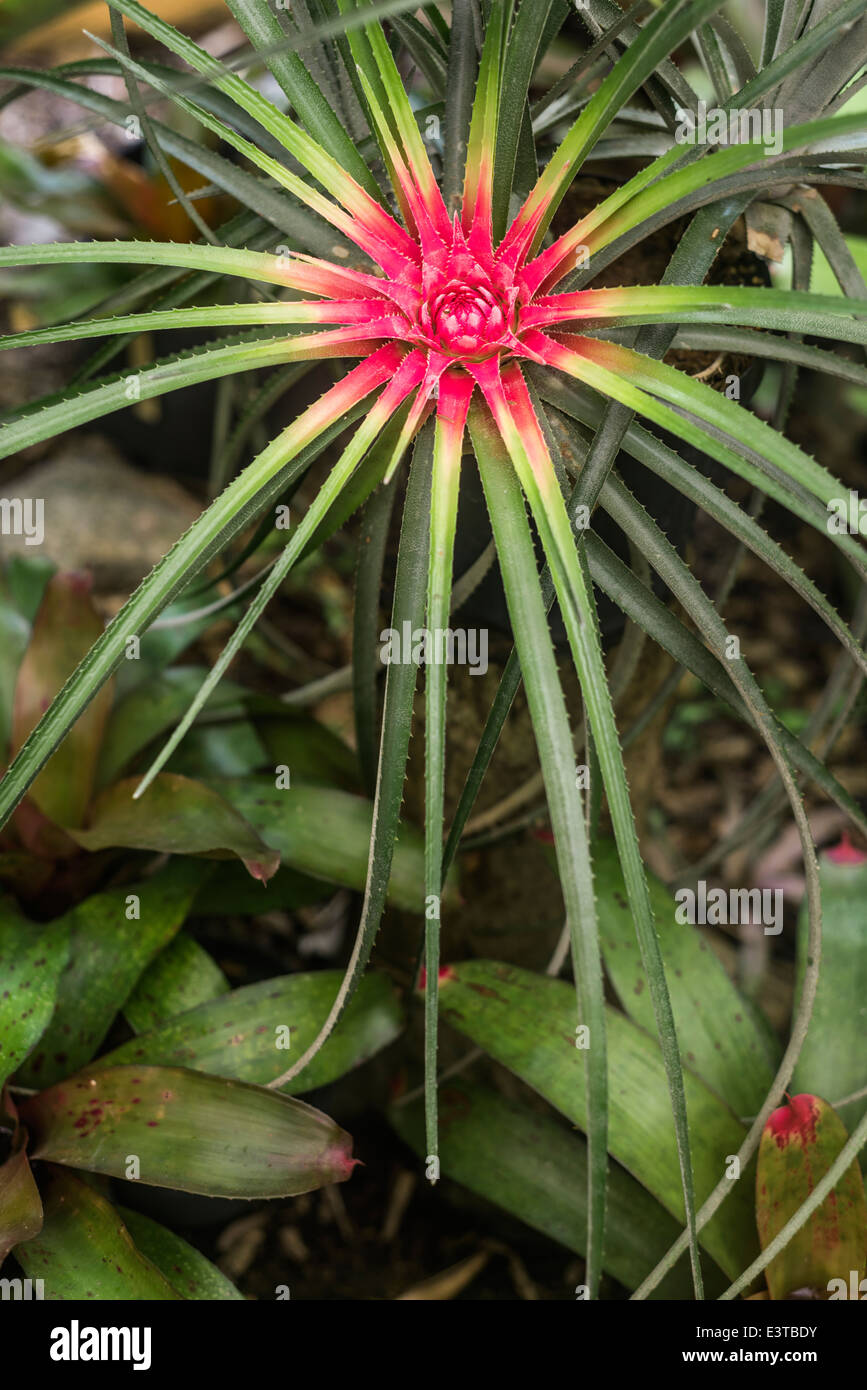 Bromelia rainforest hi-res stock photography and images - Alamy