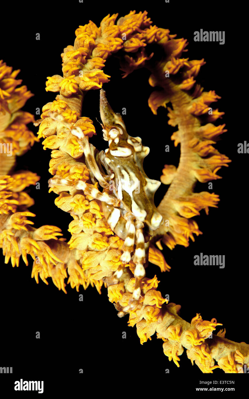 Wire spider crab hi-res stock photography and images - Alamy