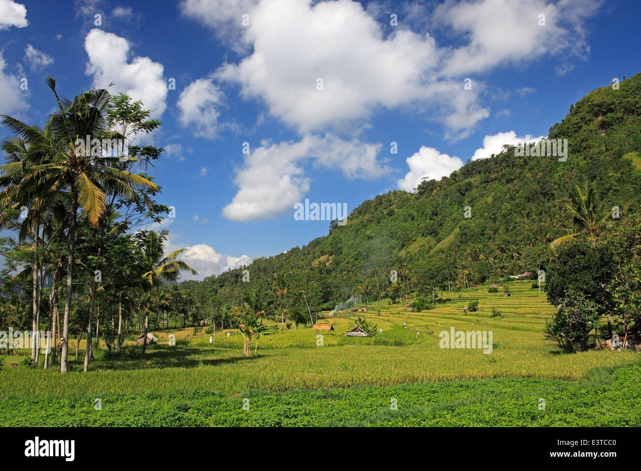 Ricefields in the beautiful Sidemen Valley. Bali, Indonesia Stock Photo ...