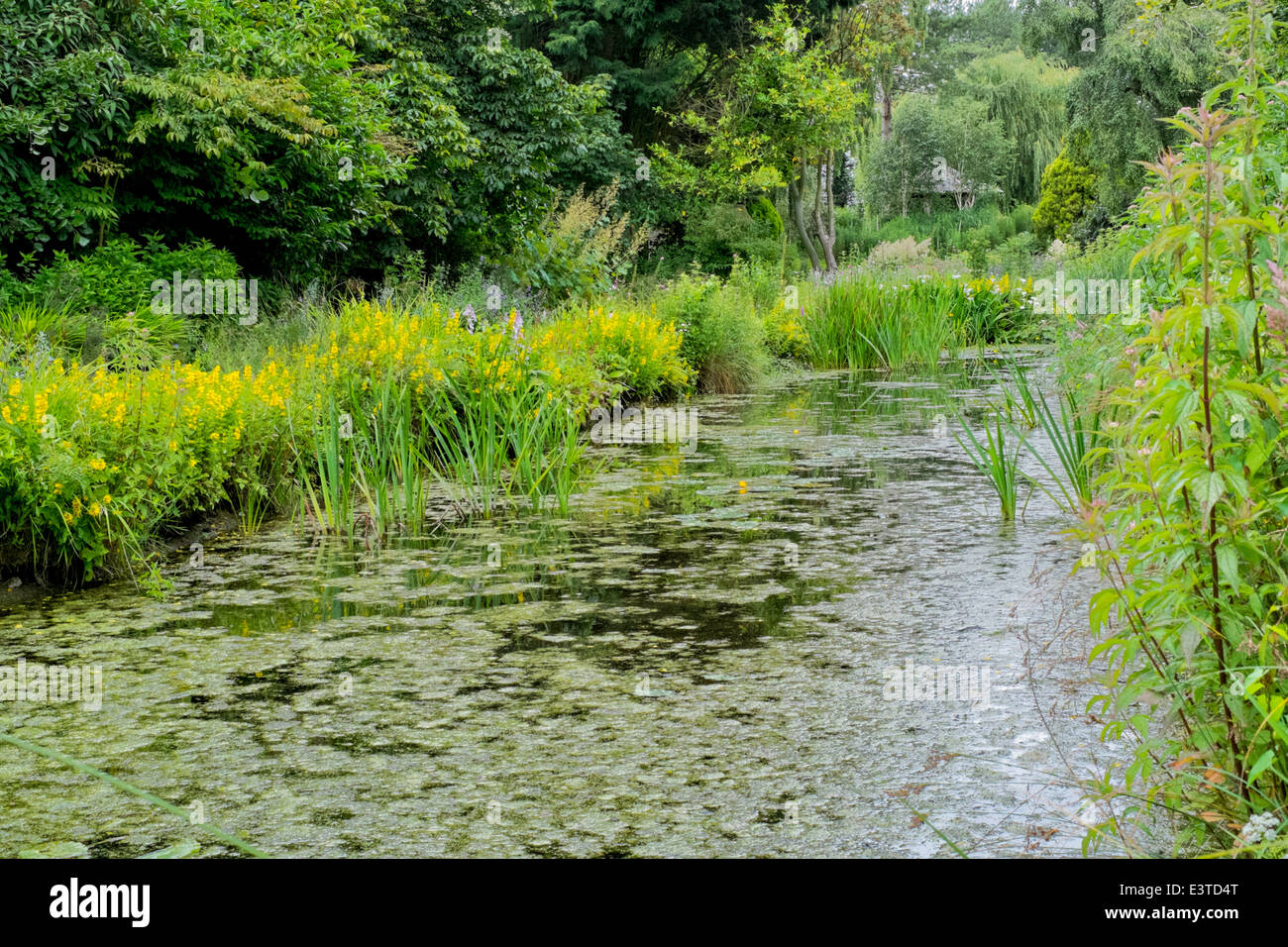 Water gardens at Gooderstone Norfolk Stock Photo - Alamy