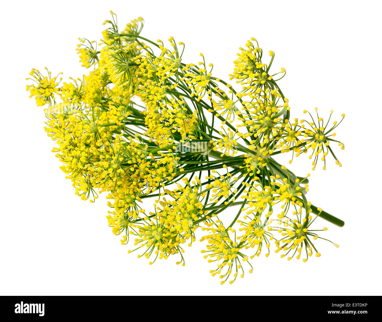Wild fennel flowers isolated on white background Stock Photo - Alamy