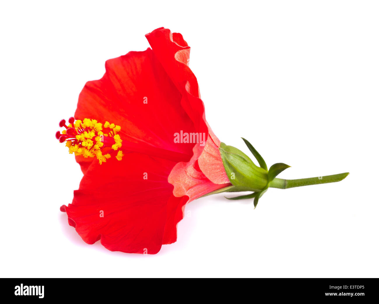 Red hibiscus flower isolated on white background Stock Photo - Alamy