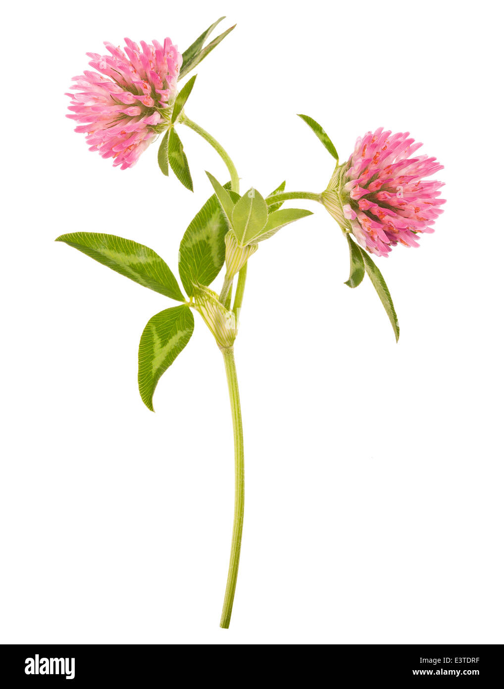 clover plants with flowers isolated on white Stock Photo - Alamy