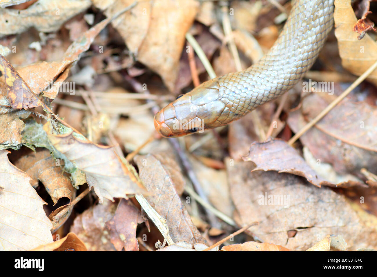 Japanese Forest Ratsnake (Elaphe conspicillata) in Japan Stock Photo ...