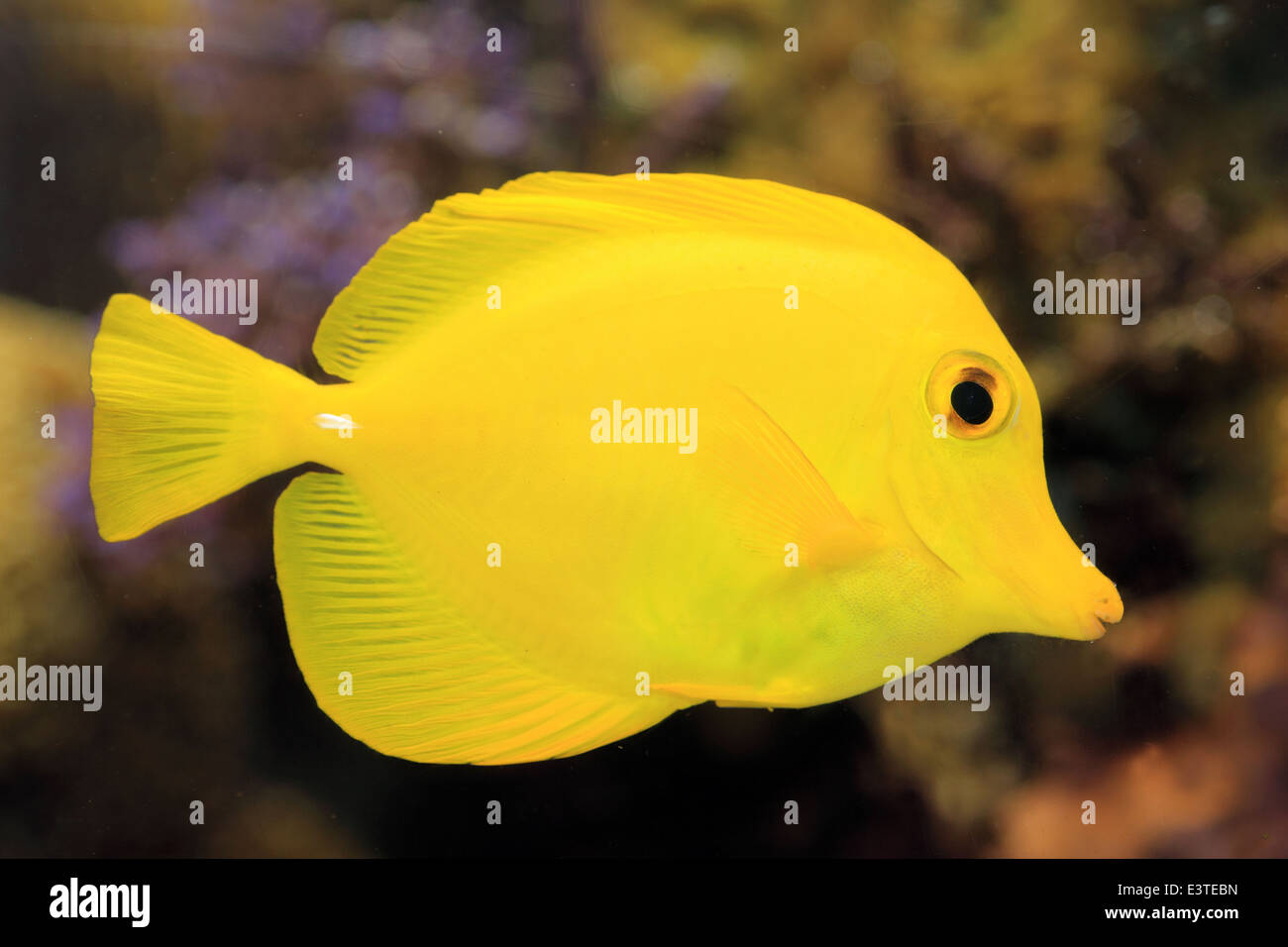 Surgeon fish hi-res stock photography and images - Alamy