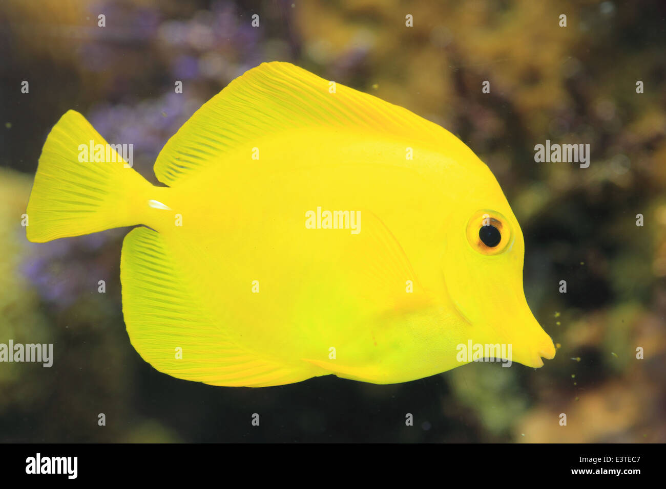 Surgeon fish hi-res stock photography and images - Alamy