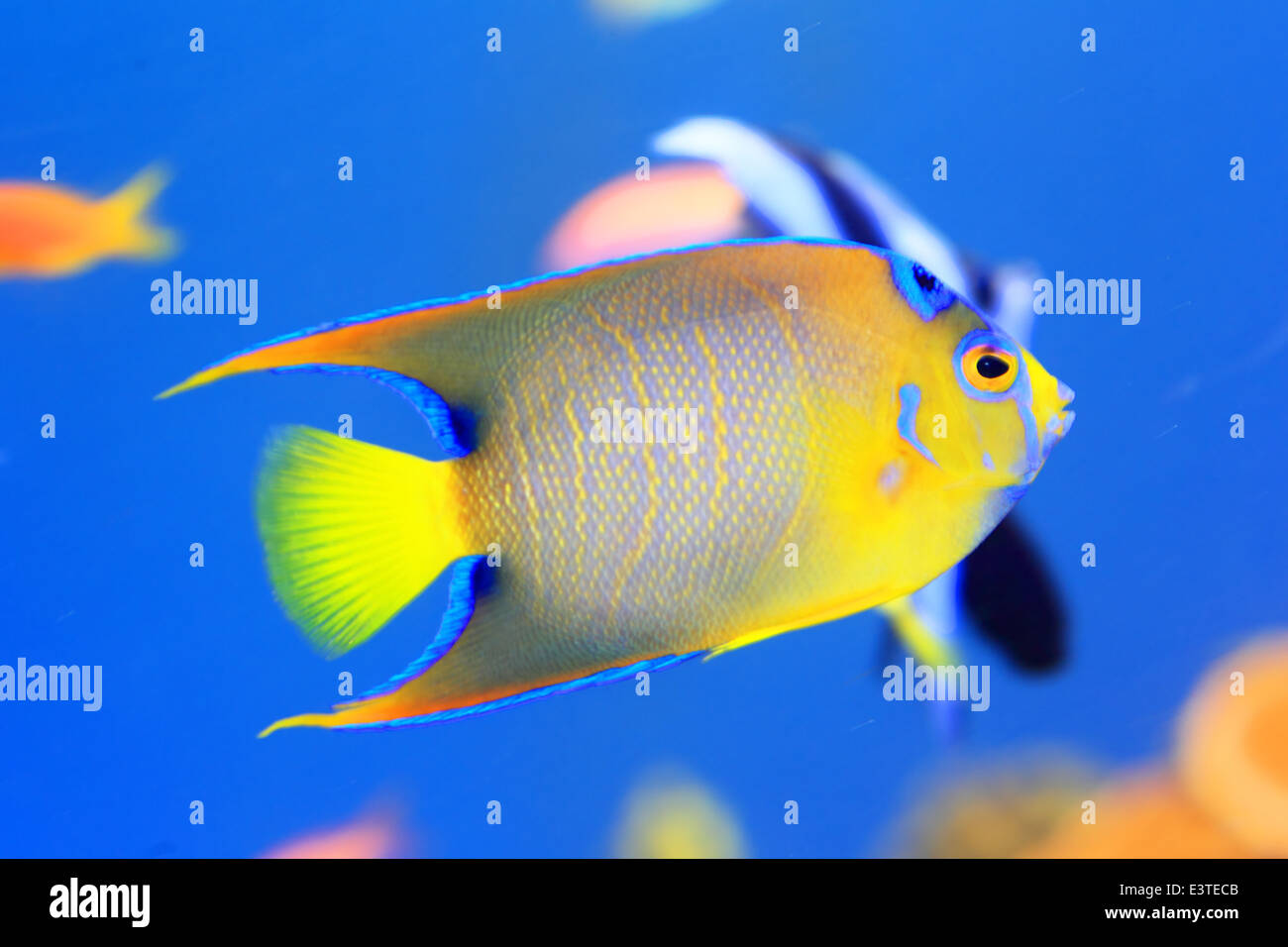 Queen angelfish (Holacanthus ciliaris) in Japan Stock Photo - Alamy